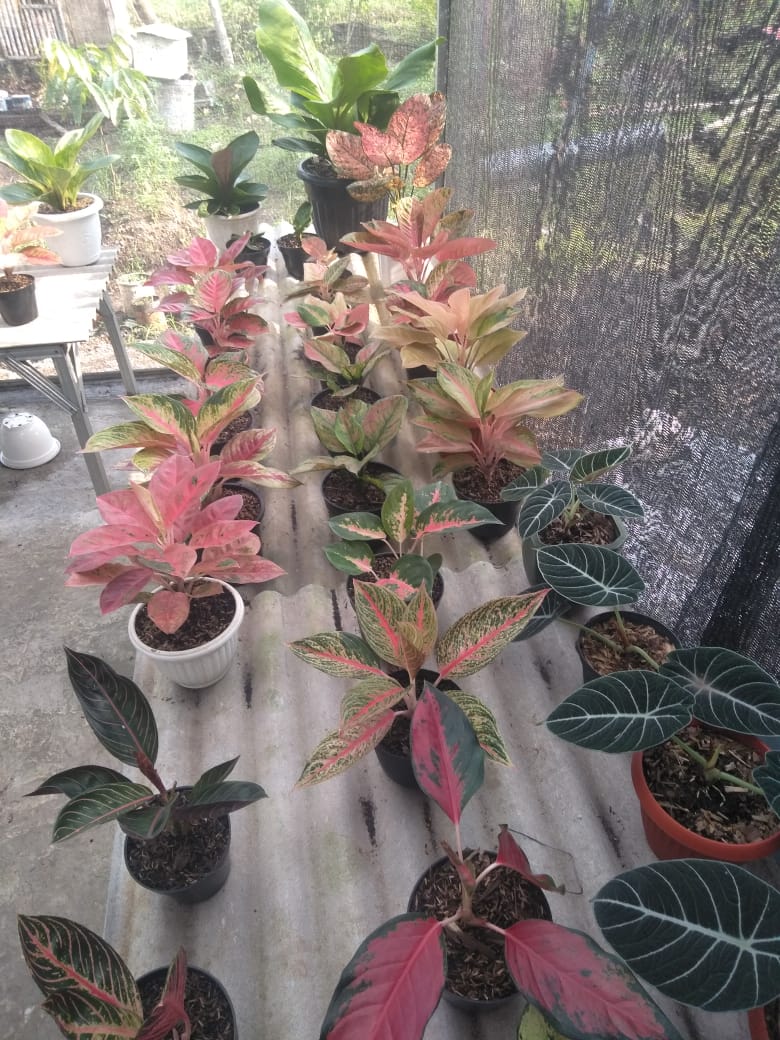 Pesona Bunga Aglaonema - xposfile.com